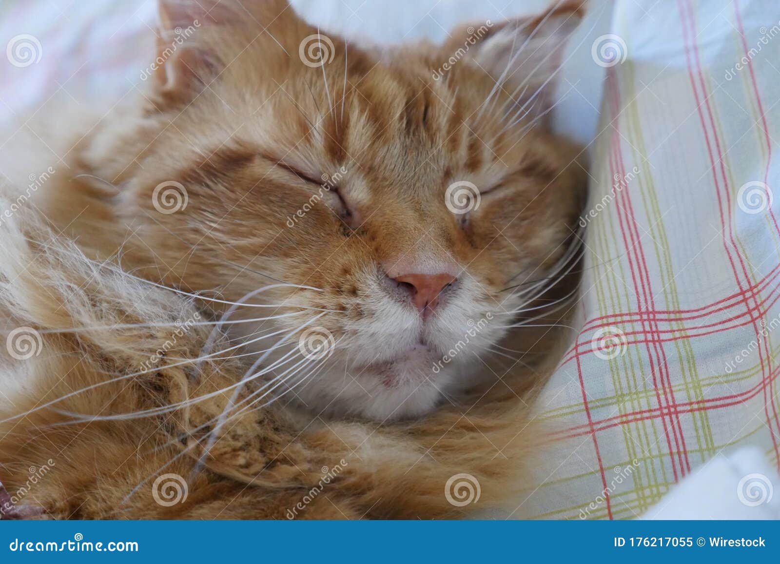 Cute Ginger Cat Sleeping in Bed Stock Image - Image of feline, cute ...