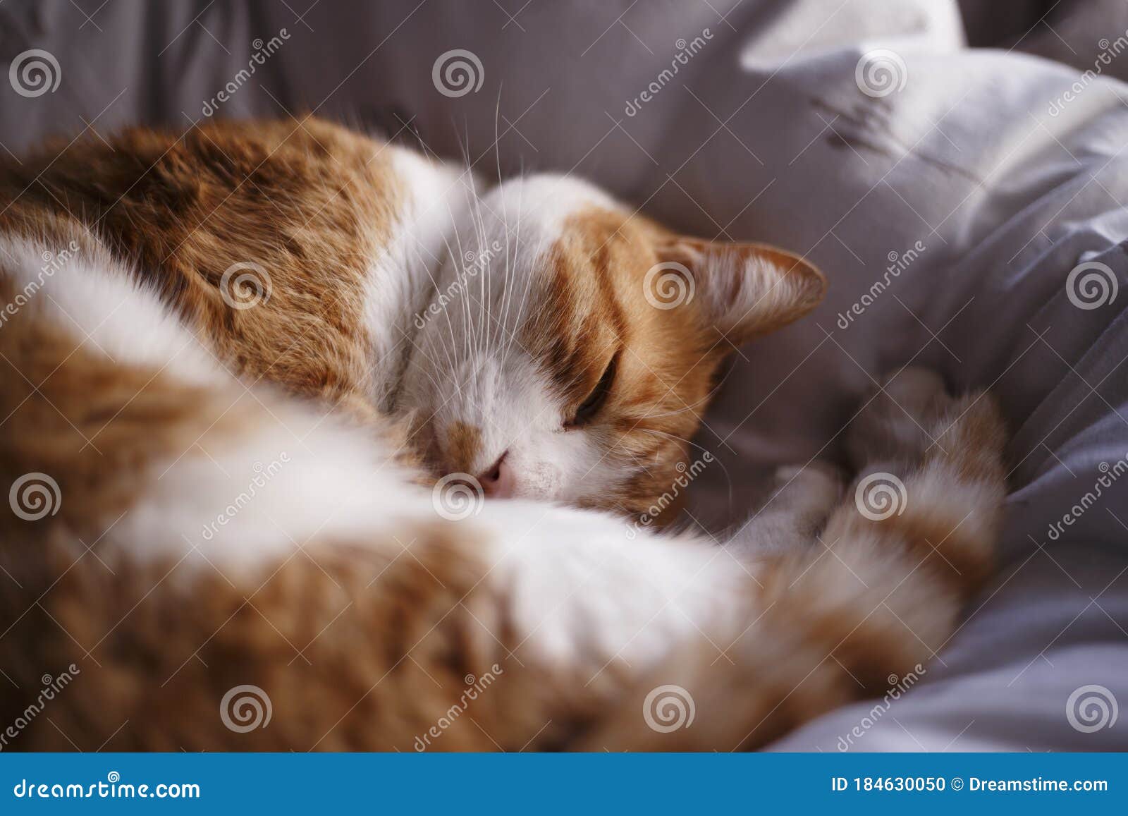 Cute Ginger Cat Sleeping on the Bed Stock Photo - Image of soft, pretty ...