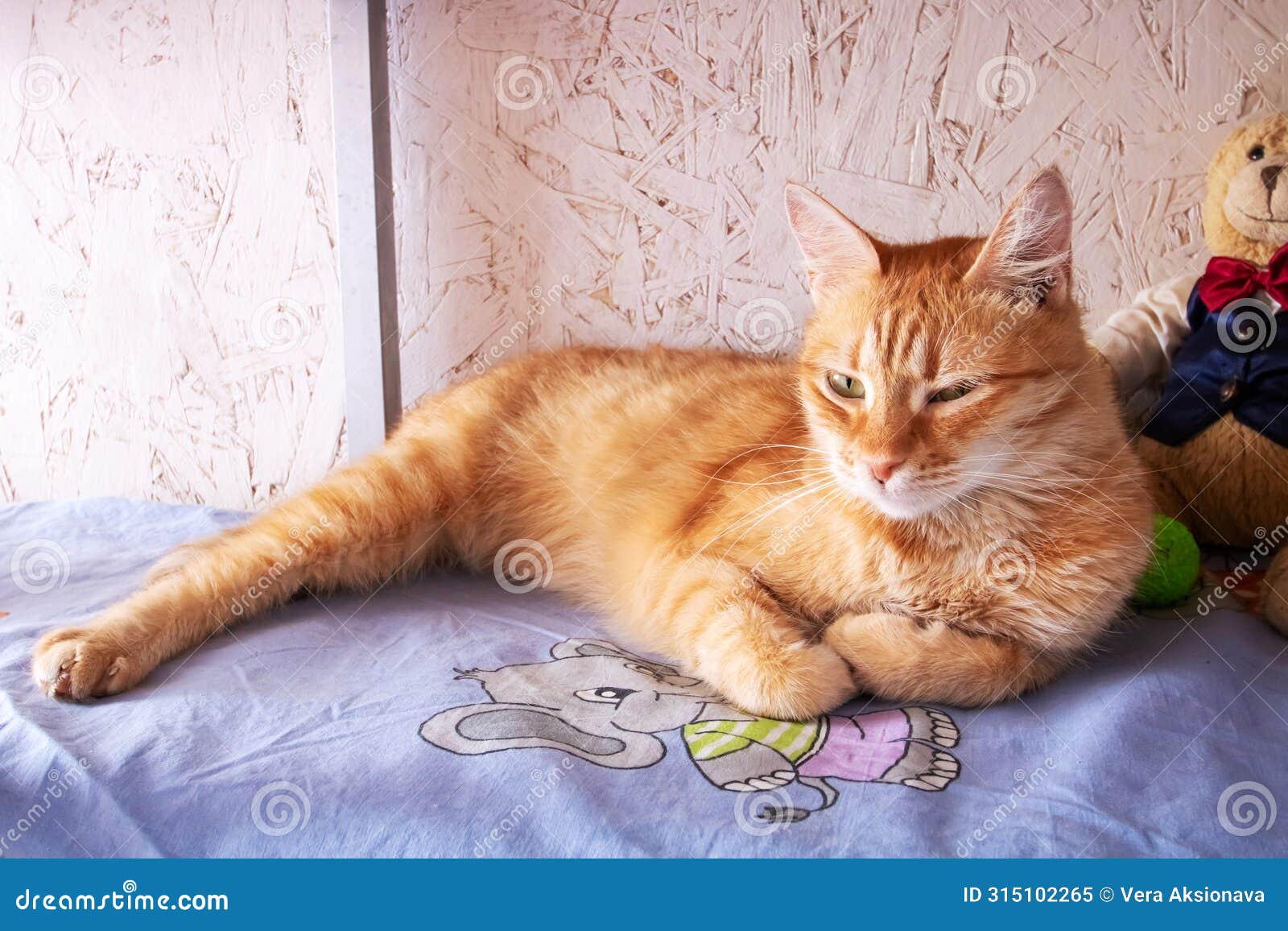 Cute Ginger Cat Sleeping on Bed Closeup Stock Image - Image of feline ...