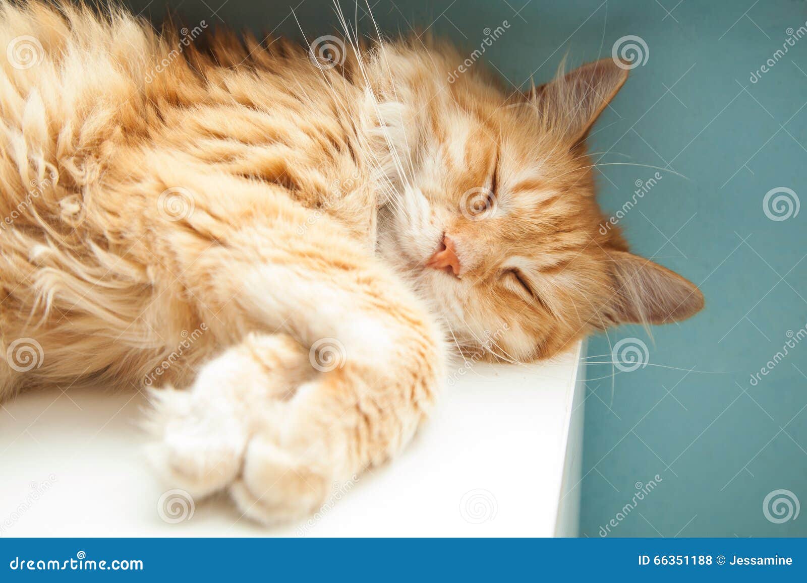 Cute ginger cat sleeping stock photo. Image of animal - 66351188