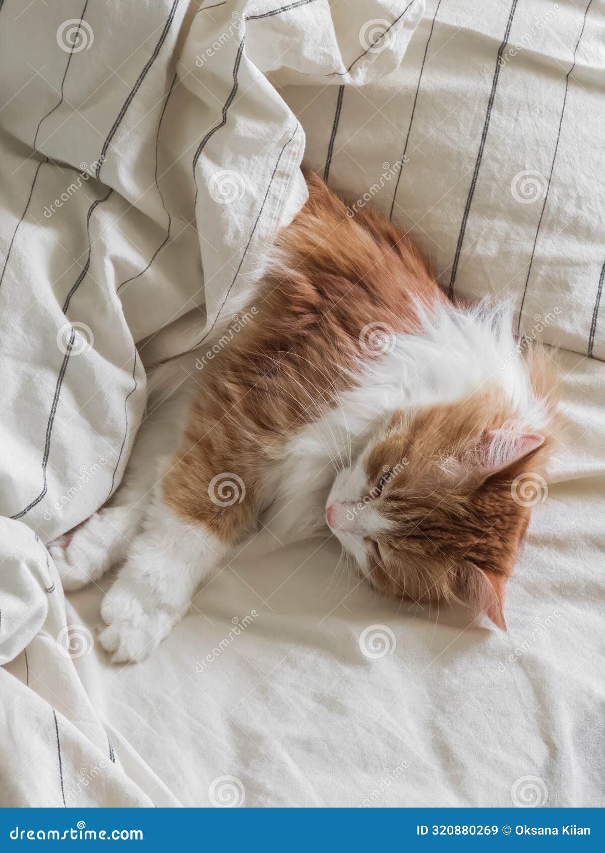 Cute Ginger Cat Sleeps Under a Blanket on a Bed with Linen Bedding ...