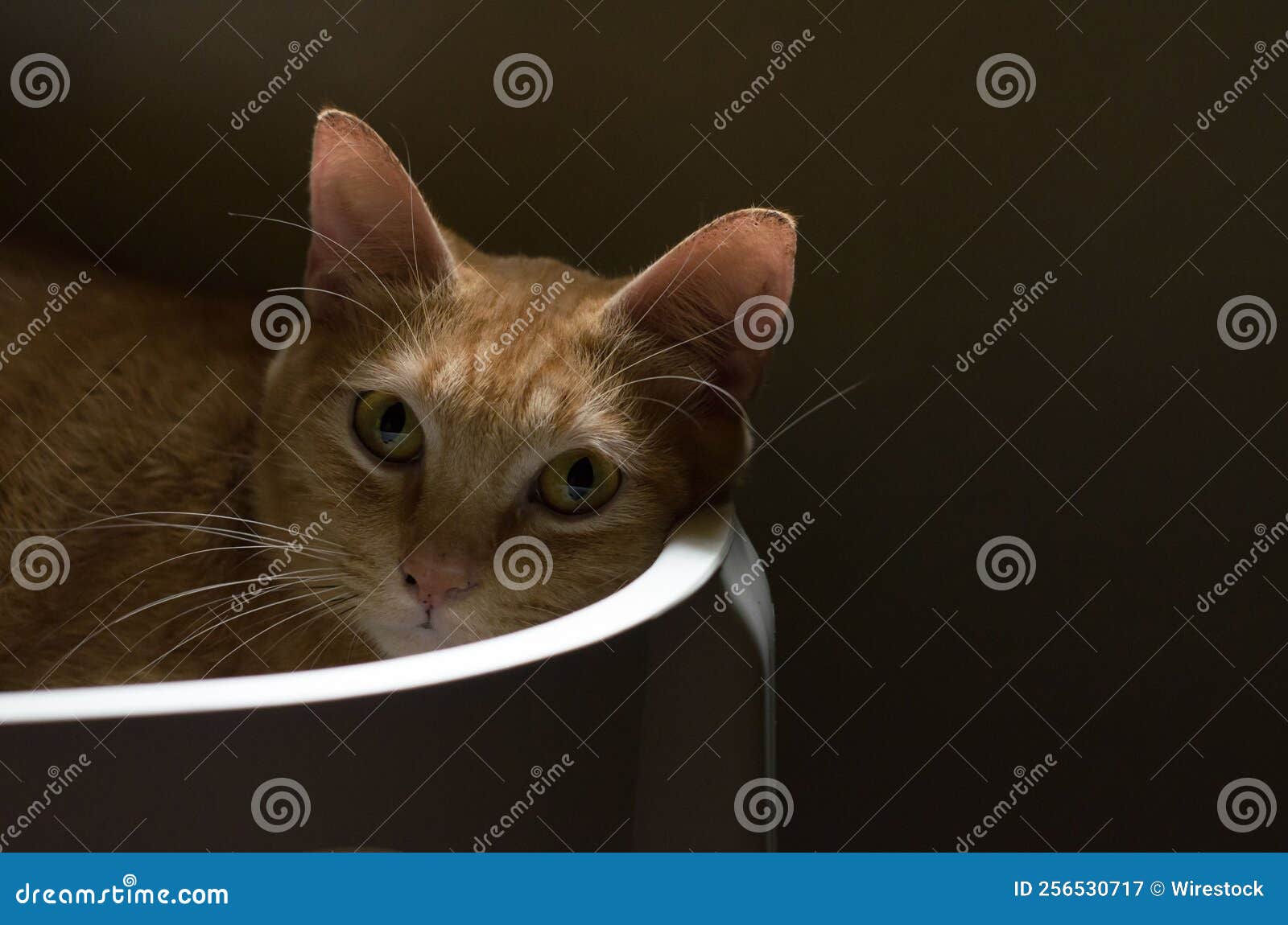 Cute Ginger Cat Staring Right at the Camera Stock Image - Image of ...