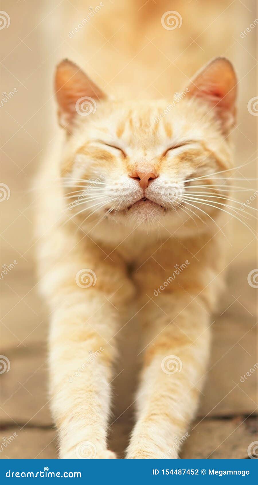 Cute Ginger Cat is Stretching in the Street with Eyes Closed Stock ... Cute Ginger Cat is Stretching in the Street with Eyes Closed Stock ...