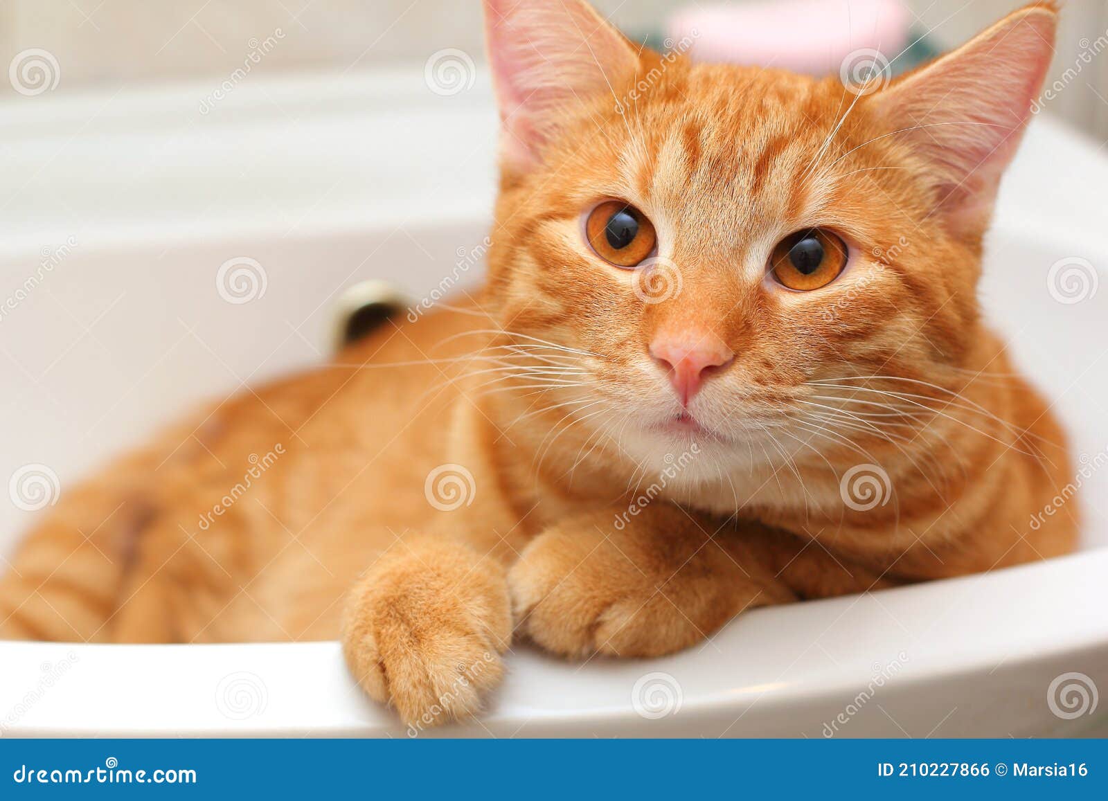 Cute Ginger Cat in the Washbasin Stock Photo - Image of comfort, face ...