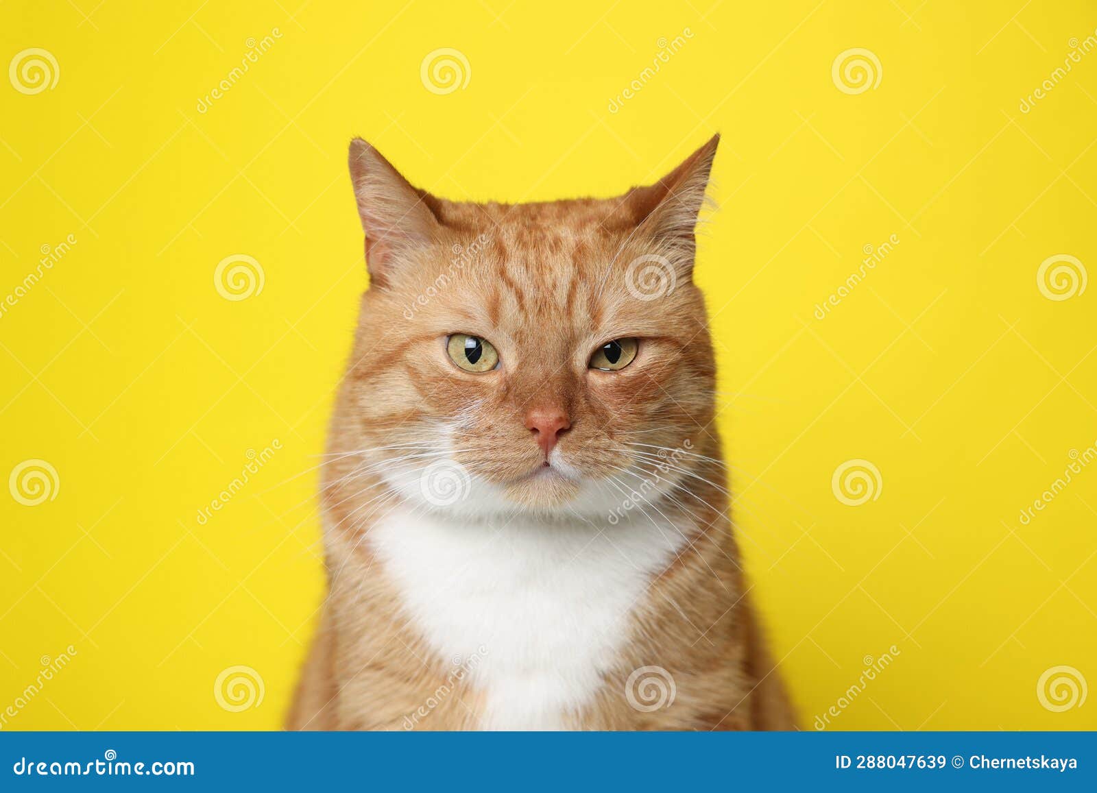 Cute Ginger Cat on Yellow Background. Adorable Pet Stock Image - Image ...