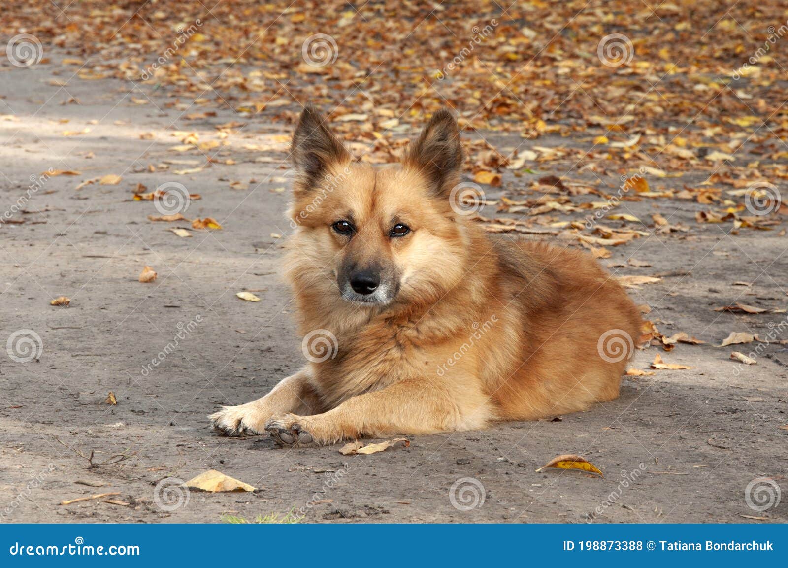 Cute Ginger Dog in Yellow Leaves Stock Photo - Image of emotions ...