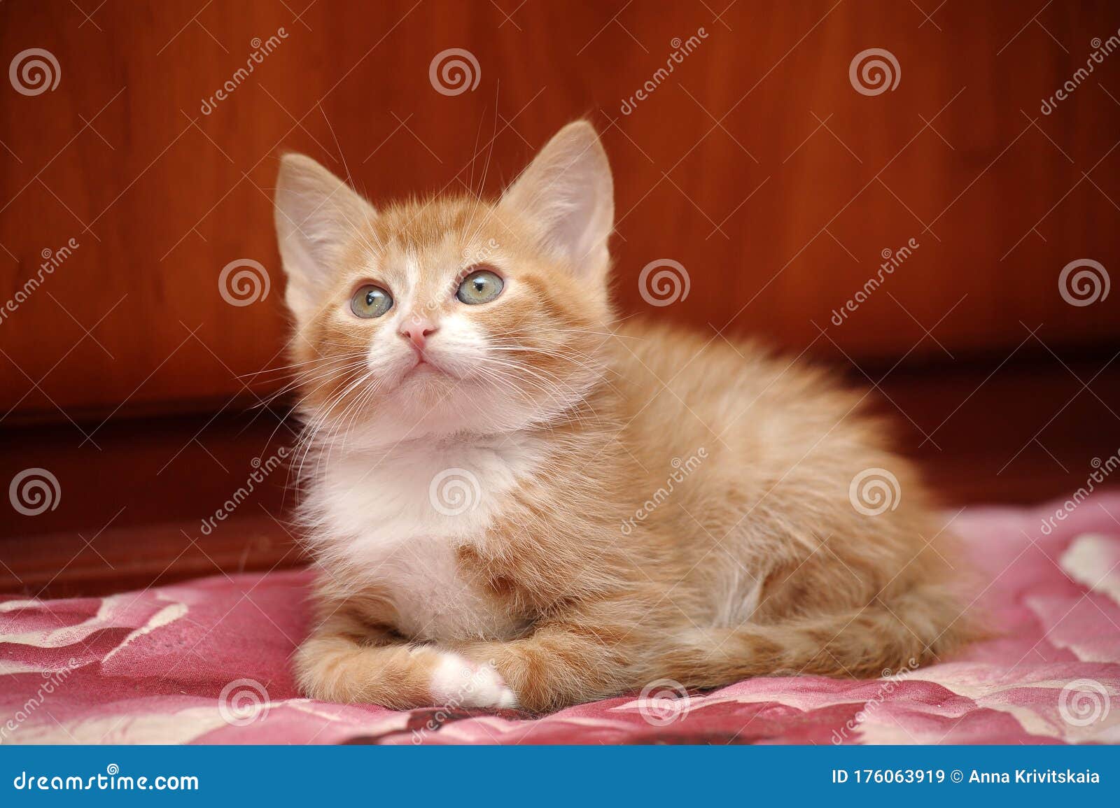 Cute ginger fluffy kitten stock image. Image of looking - 176063919