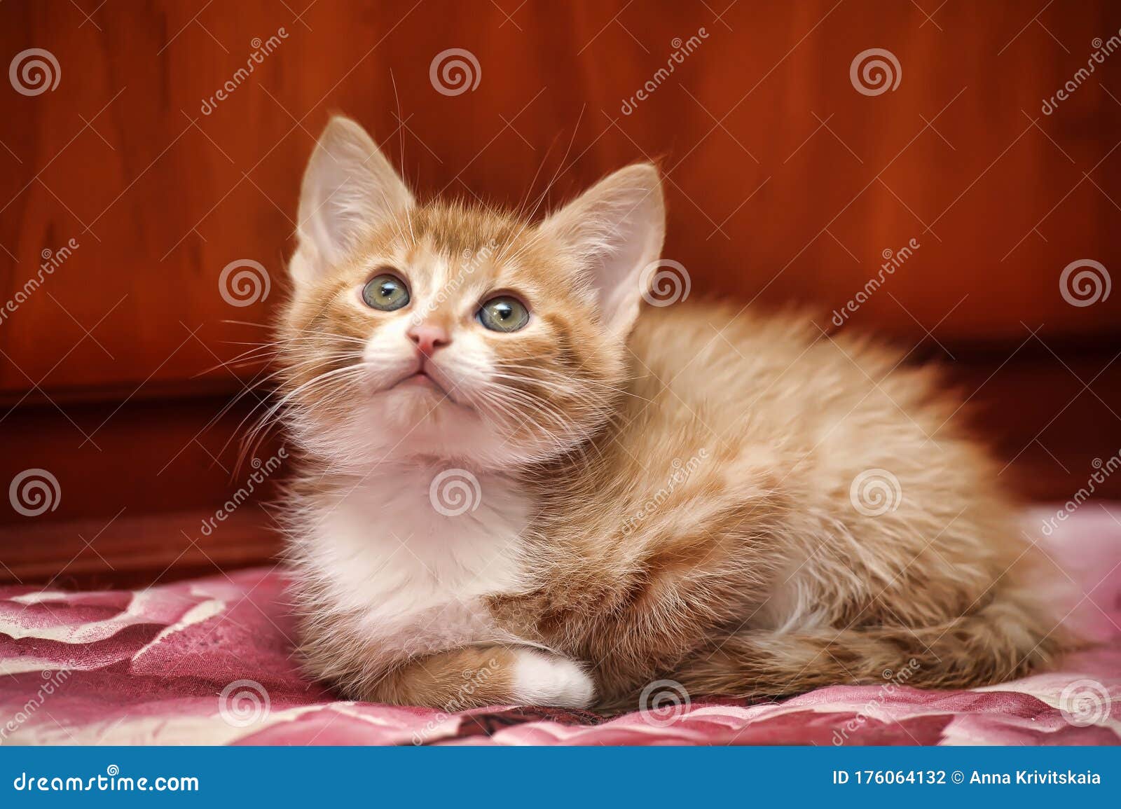 Cute ginger fluffy kitten stock photo. Image of nature - 176064132