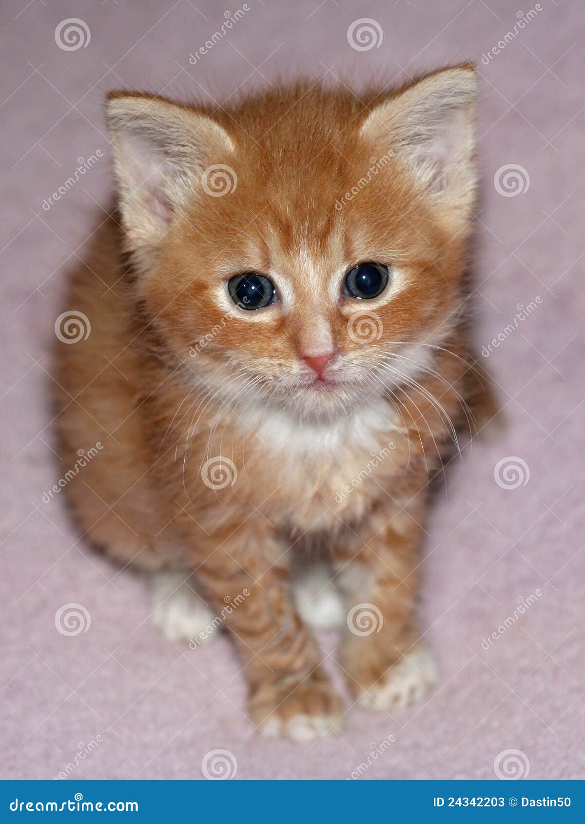 Cute ginger kitten stock image. Image of kitten, single - 24342203