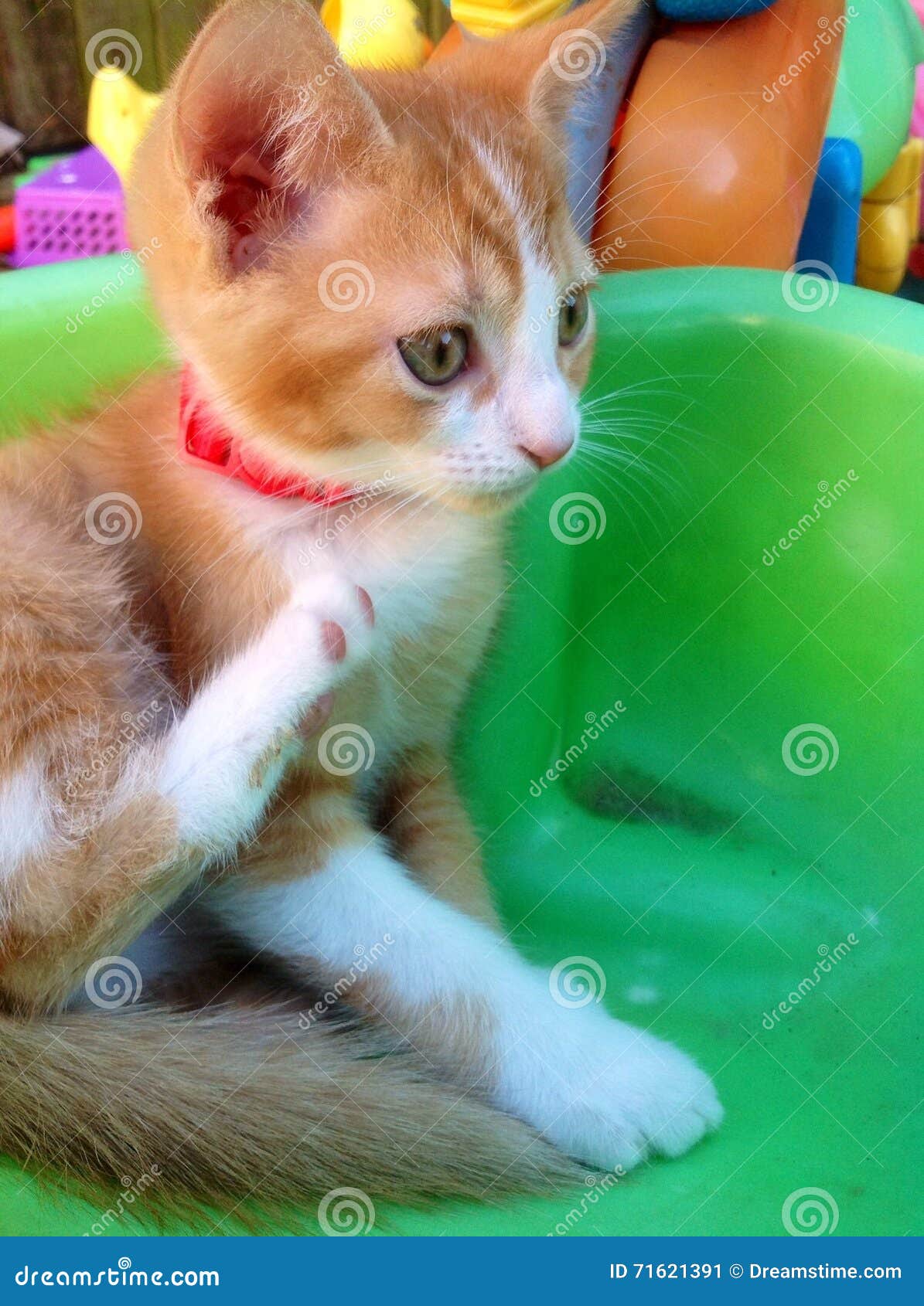 Cute ginger kitten stock image. Image of colours, bright - 71621391