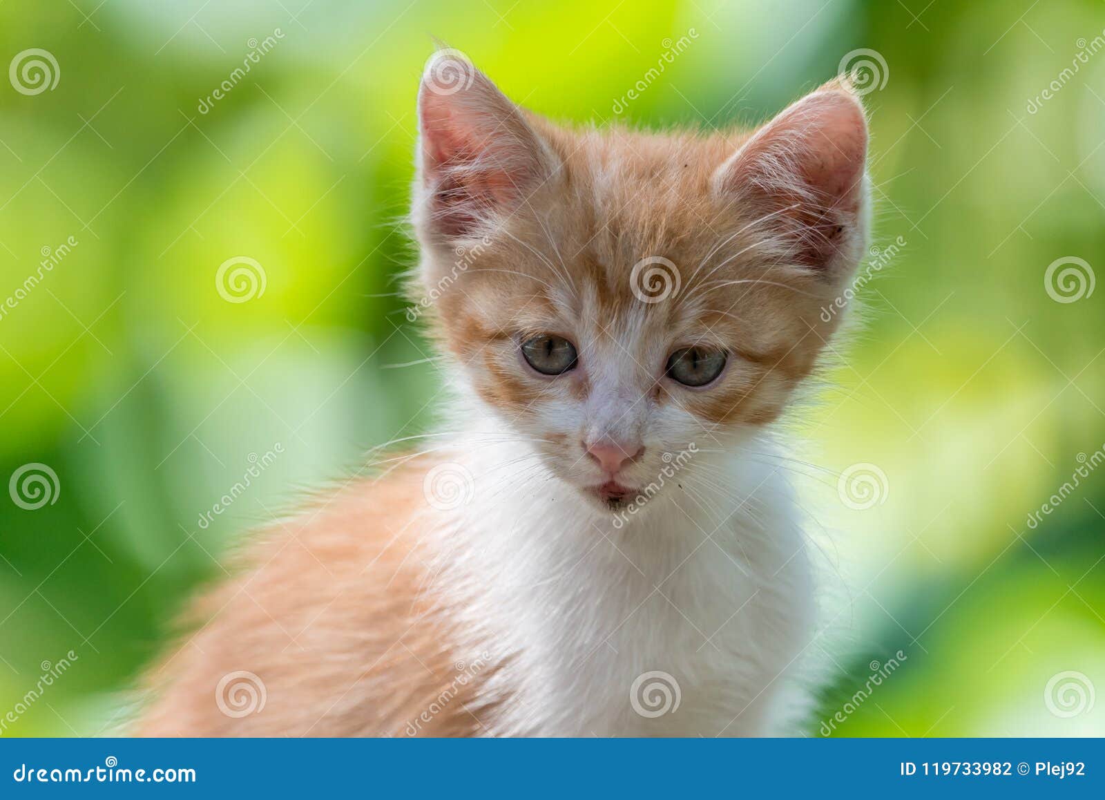 Ginger kitten in a garden stock photo. Image of outdoors - 119733982