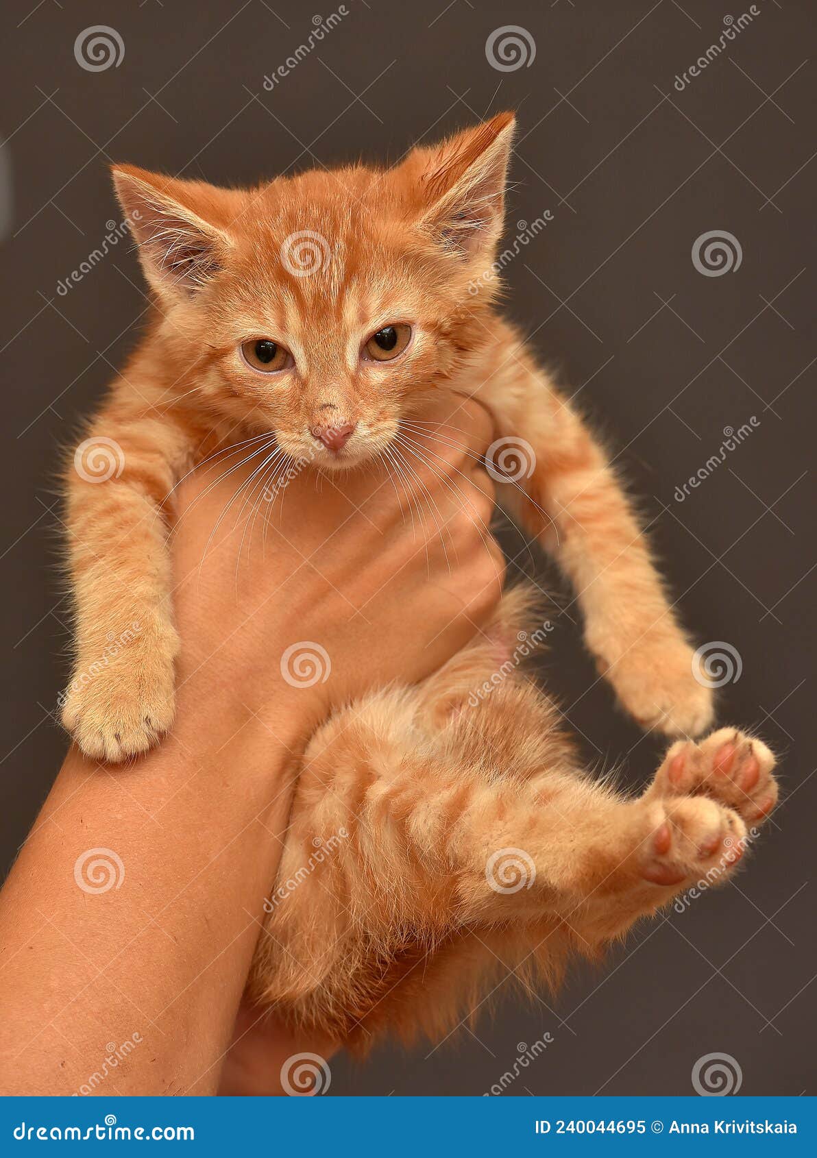 Cute Ginger Kitten in Hands Stock Image - Image of funny, ears: 240044695