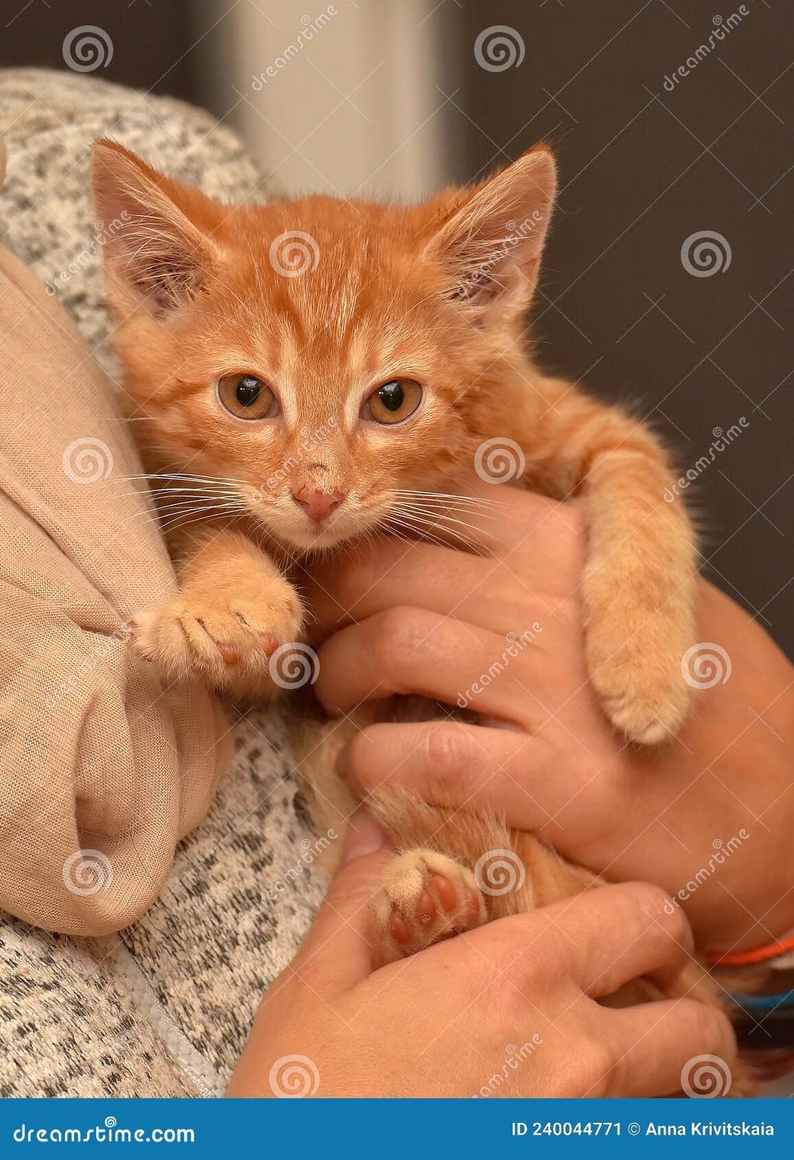 Cute Ginger Kitten in Hands Stock Image - Image of charming, baby ...