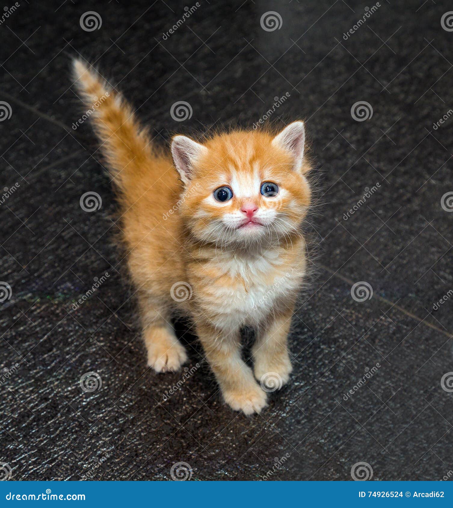 Cute ginger kitten stock photo. Image of expression, grooming - 74926524