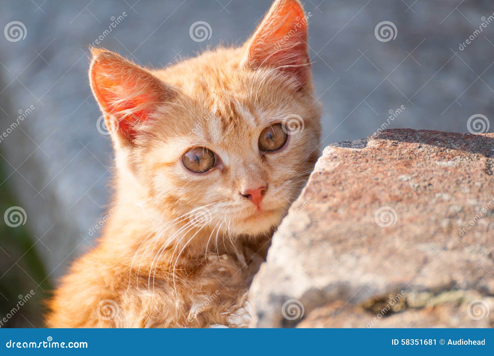 Cute Ginger Kitten stock image. Image of portrait, adorable - 58351681