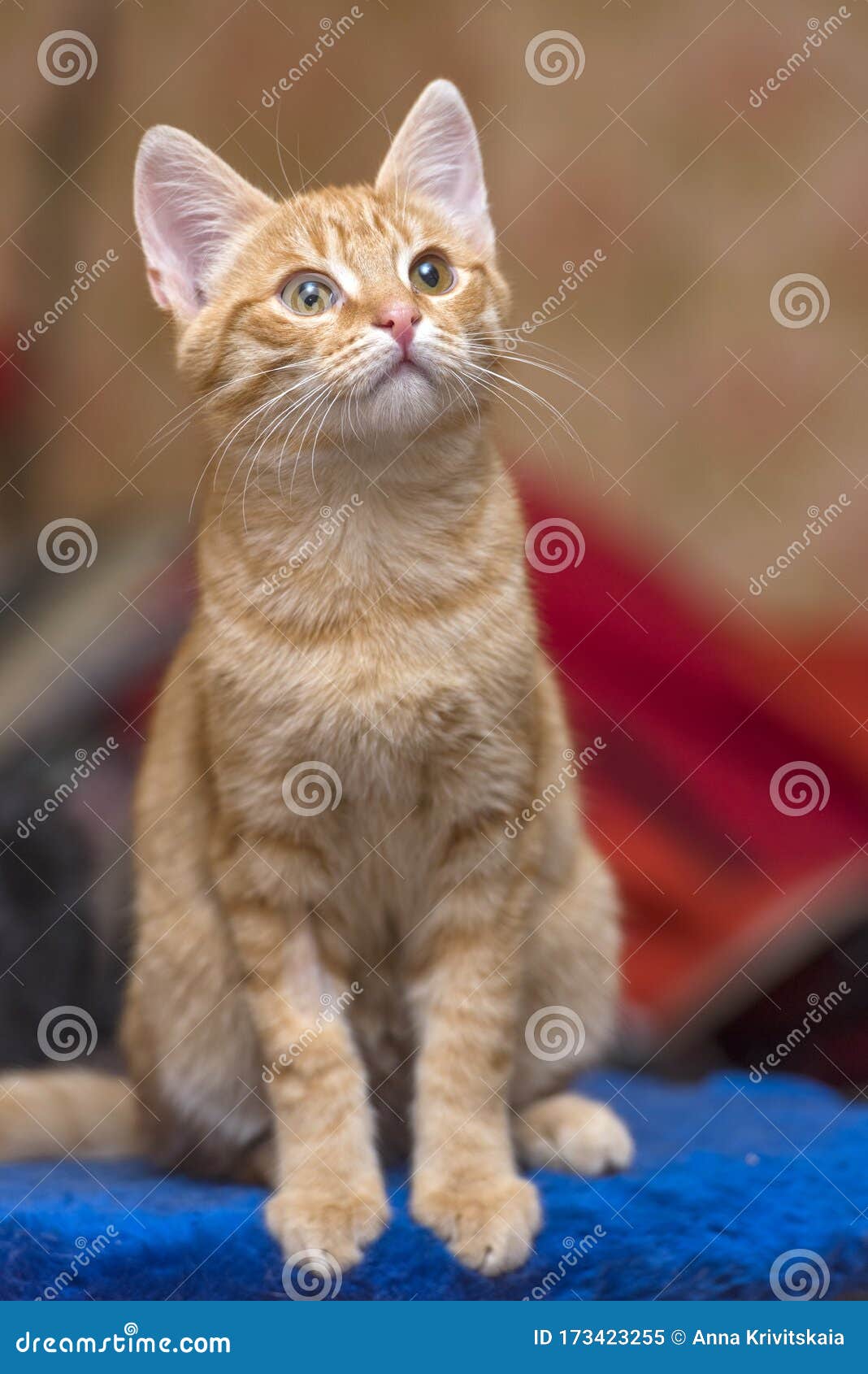 Cute Ginger Kitten Portrait Stock Image - Image of portrait, breed ...