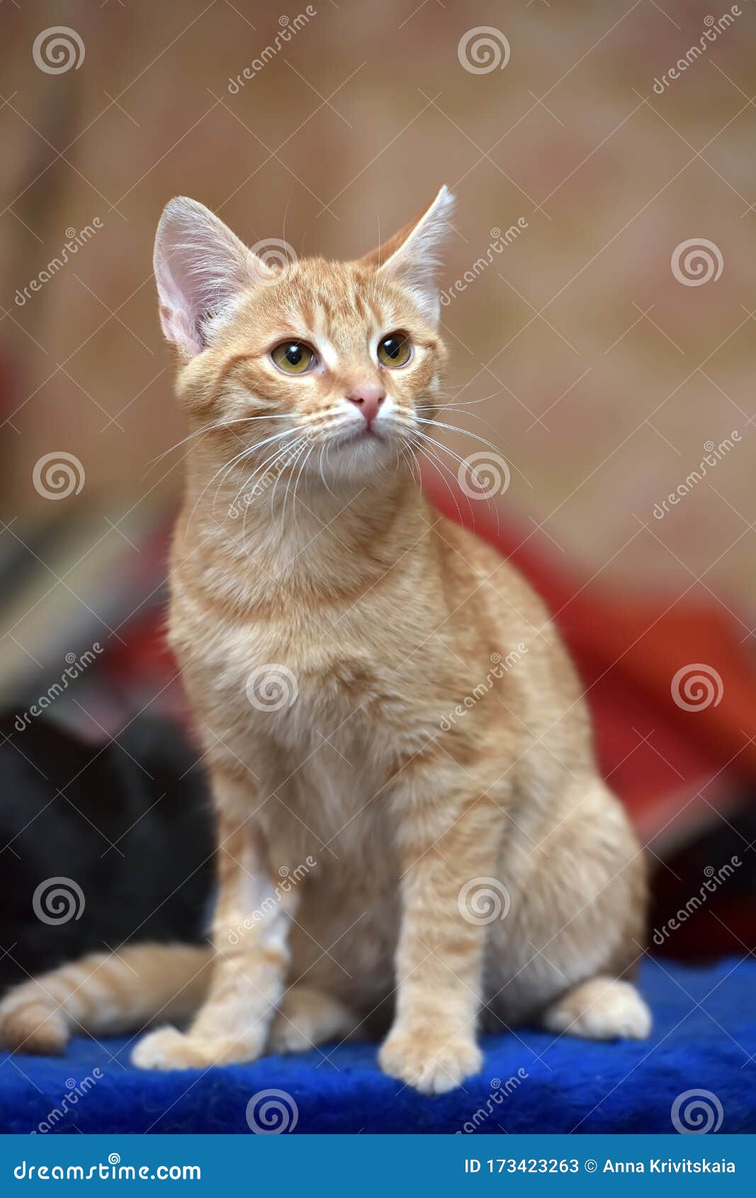 Cute Ginger Kitten Portrait Stock Image - Image of curious, beautiful ...