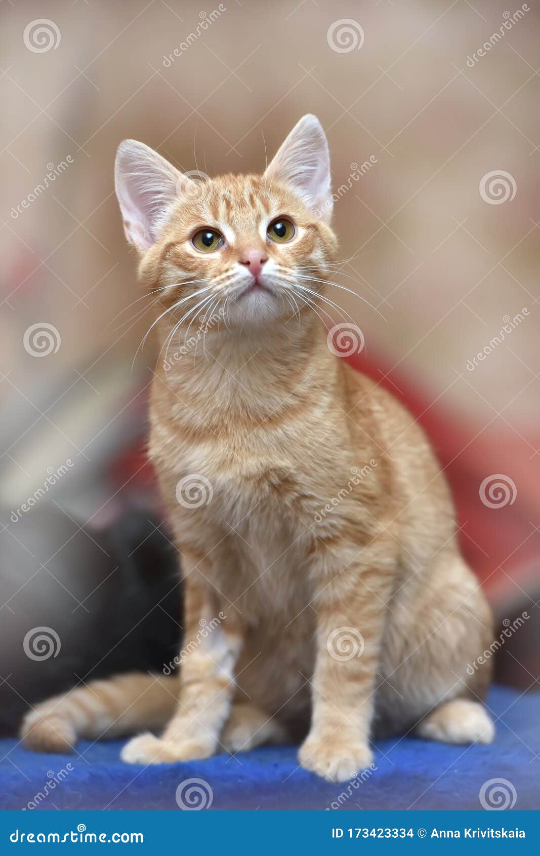 Cute Ginger Kitten Portrait Stock Photo - Image of baby, expression ...