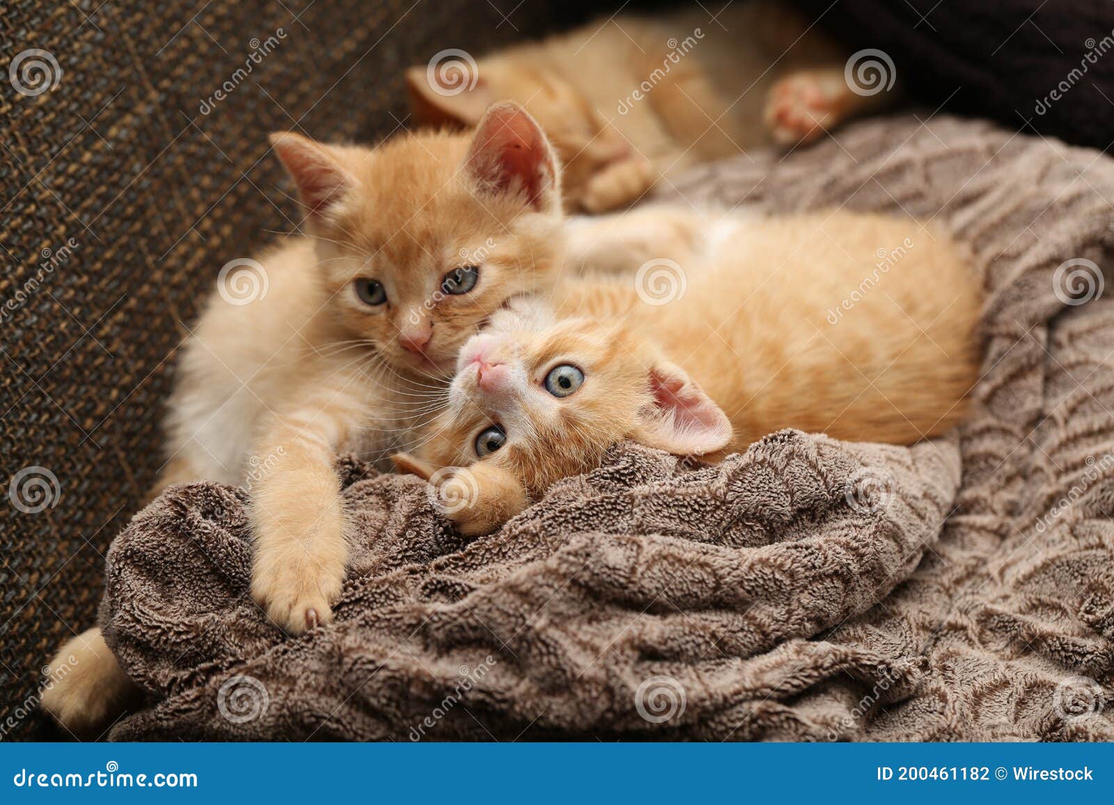 Cute Ginger Kittens Lying on the Couch Stock Photo - Image of beautiful ...