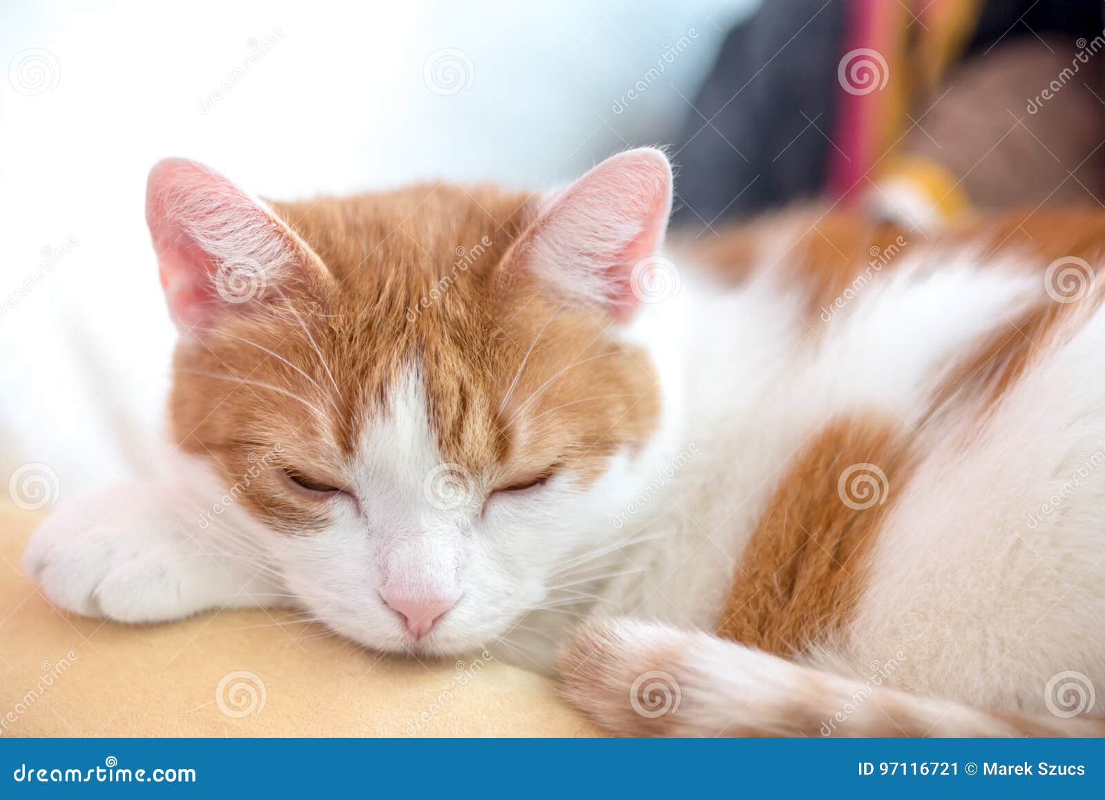 Cute Ginger Kitty Rest on Counch with Pinched Eyes Stock Image - Image ...