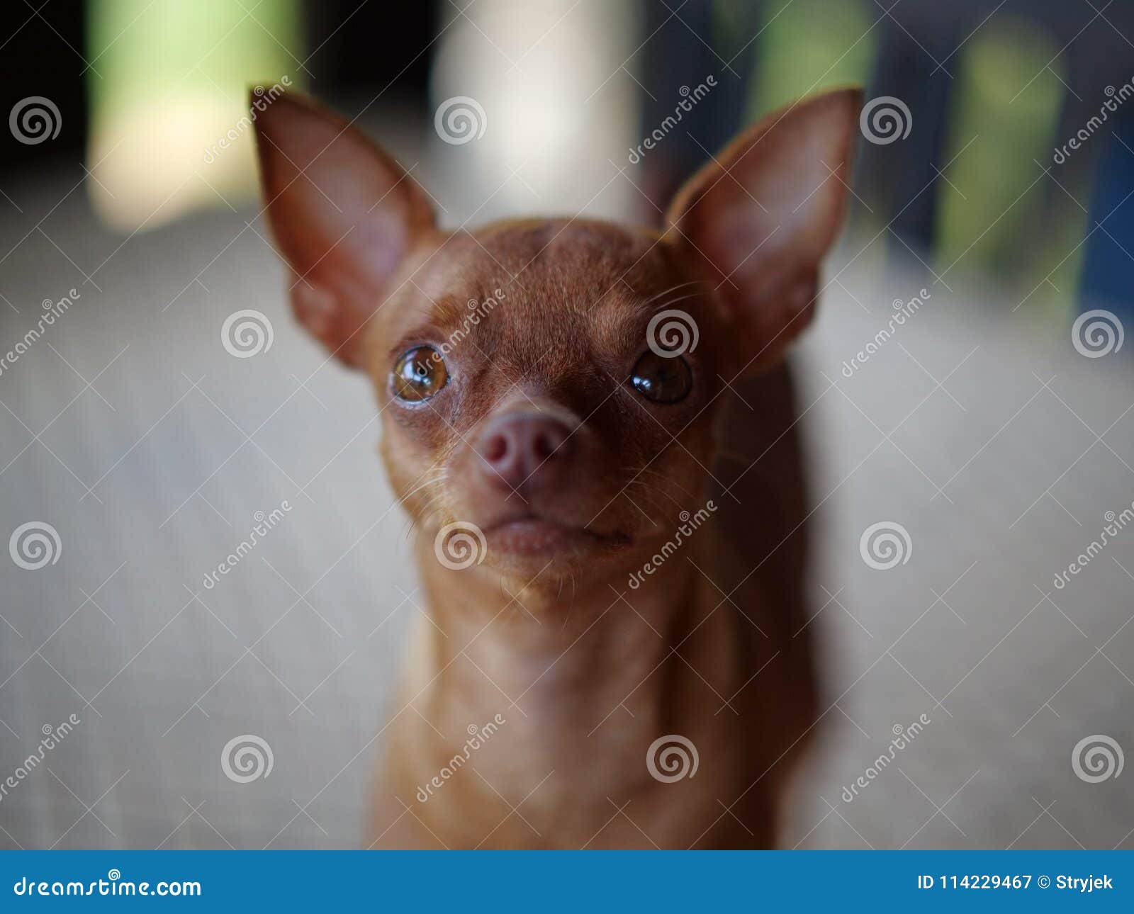 Cute ginger mini pinscher stock image. Image of brown - 114229467