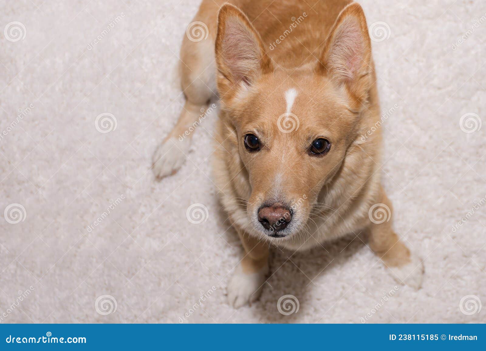 Cute ginger puppy stock image. Image of smile, beautiful - 238115185