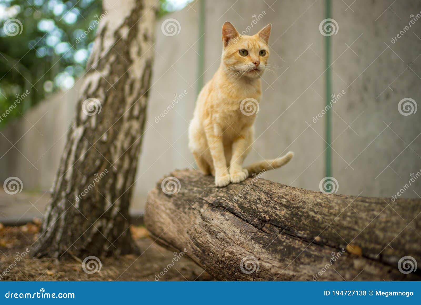 Cute Ginger Sitting in the Summer Garden on the Tree Trunk Stock Photo ...