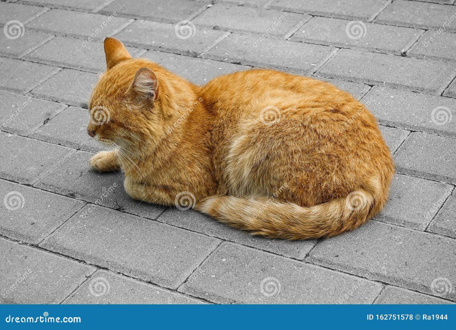 A Cute Ginger Stray Cat is Resting. Bleached Background Stock Photo ...