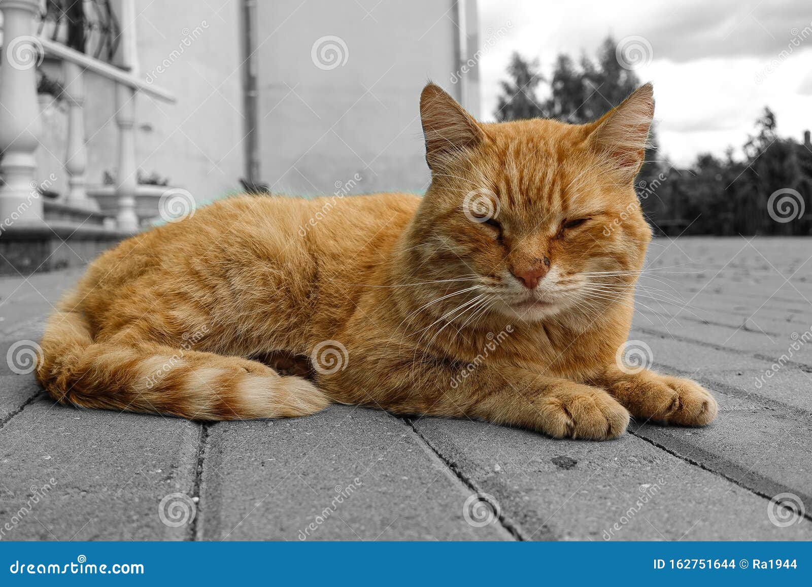 A Cute Ginger Stray Cat is Resting. Bleached Background Stock Photo ...