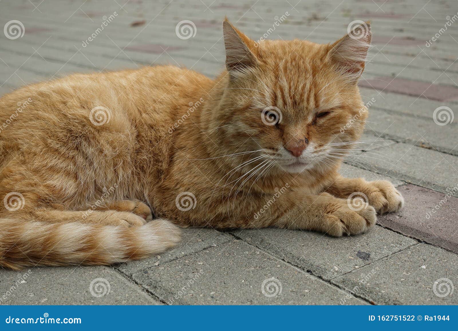 A Cute Ginger Stray Cat is Resting Stock Photo - Image of experienced ...