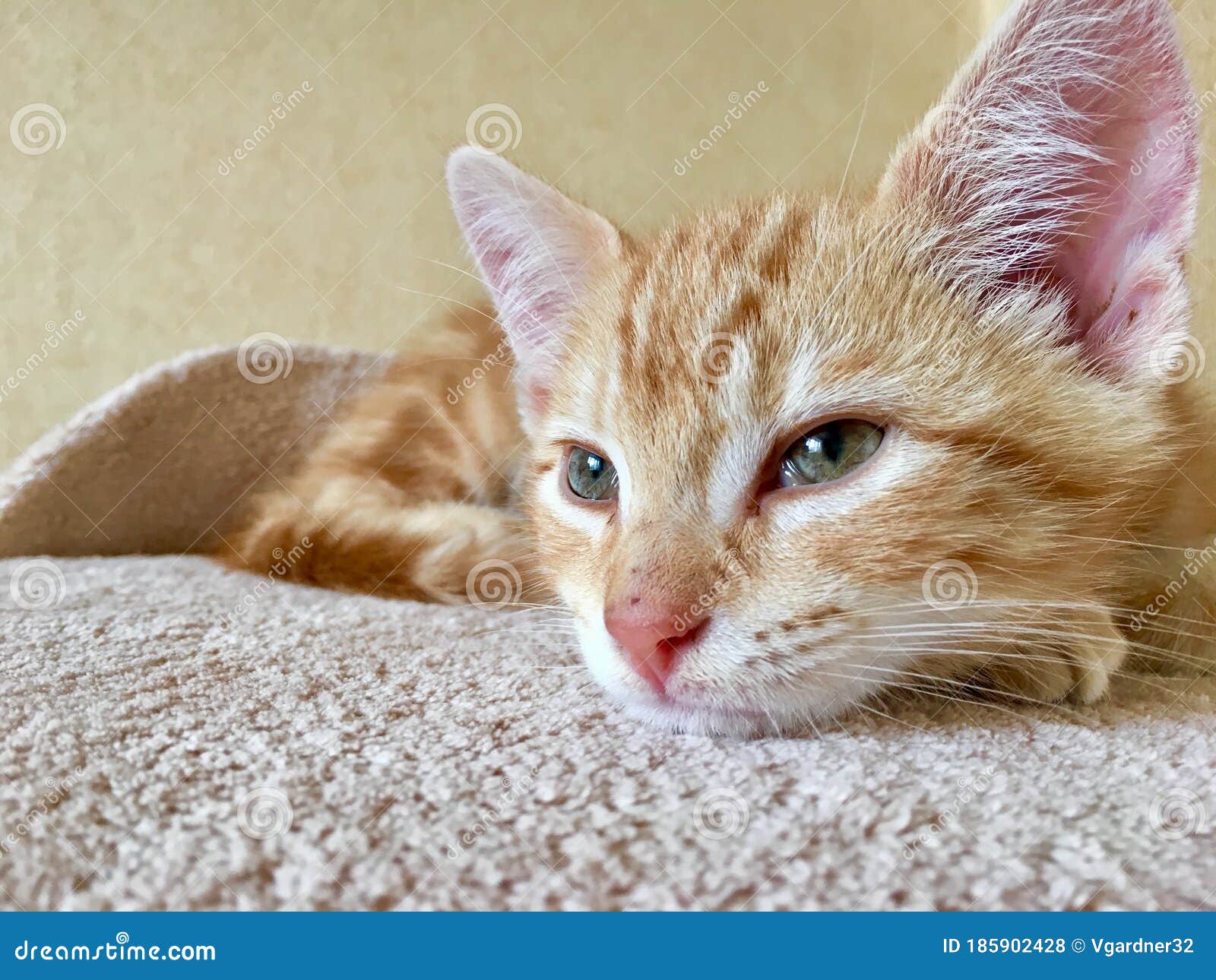 Cute ginger tabby cat stock photo. Image of animal, companion - 185902428