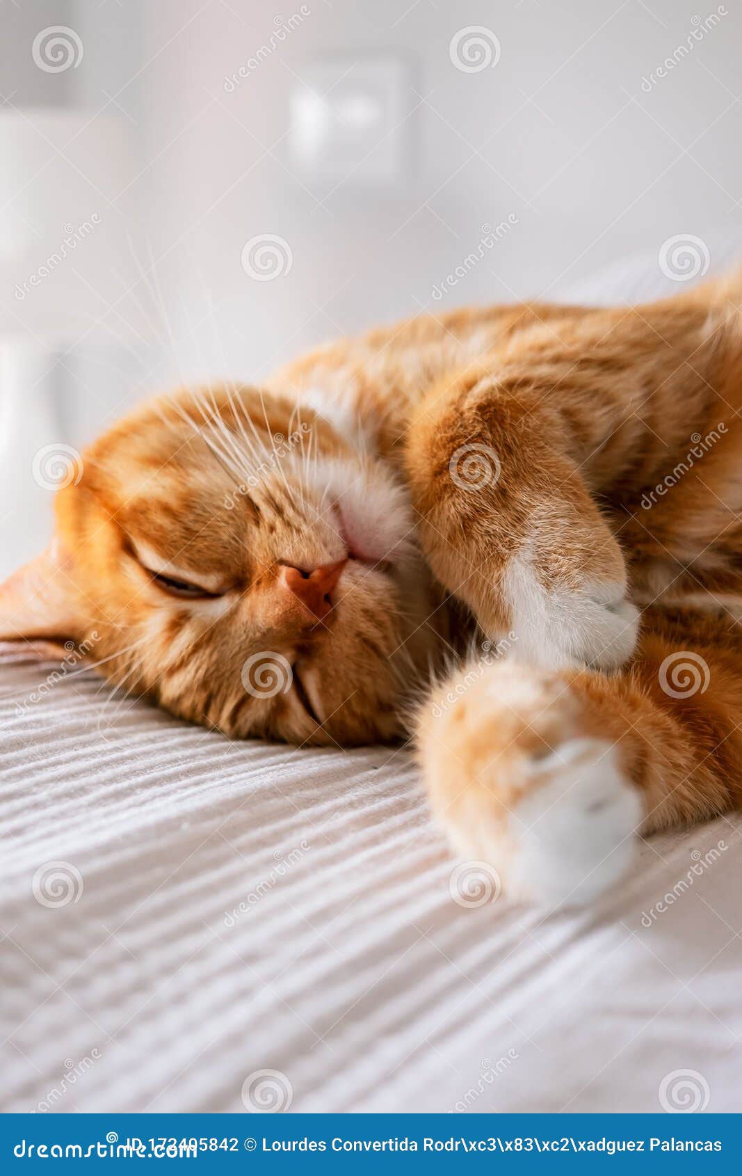 Cute Ginger Cat Laying Down Stock Photo - Image of blanket, fluffy ...