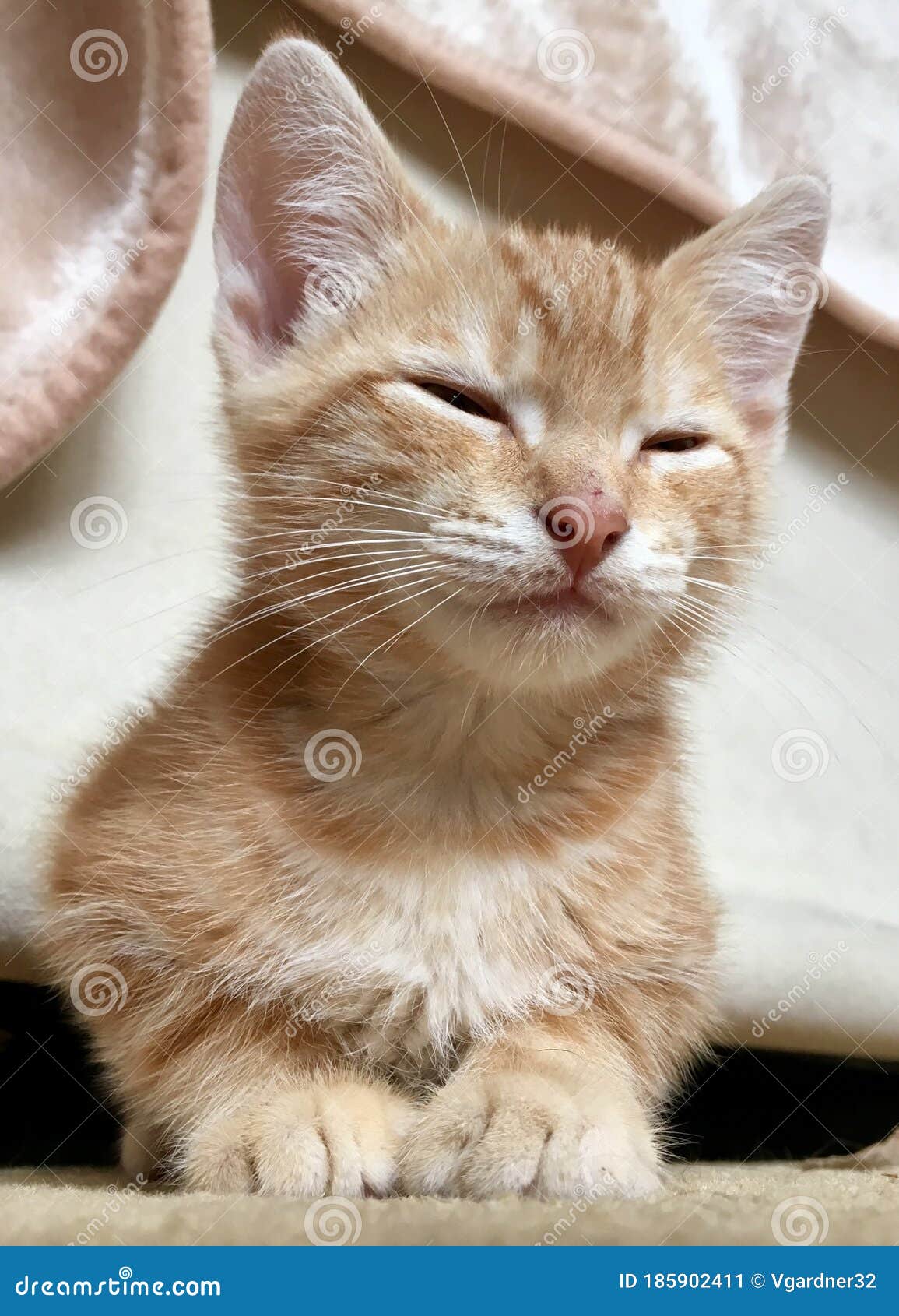 Cute Ginger Tabby Cat Relaxing Stock Image - Image of animal, companion ...