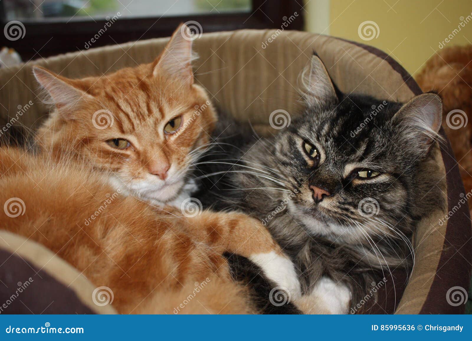 Cute Ginger and Tabby Domestic Cats Together Stock Photo - Image of ...
