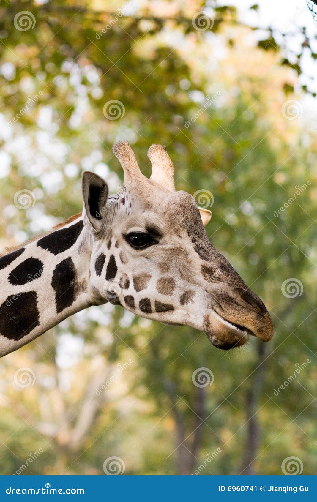 Cute Giraffe stock image. Image of forrest, wildlife, giraffe - 6960741