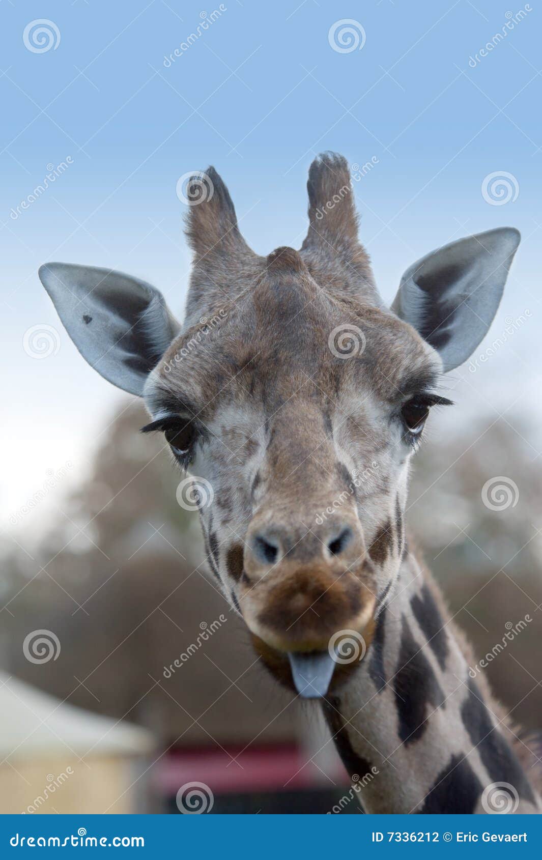 Cute giraffe stock photo. Image of beautiful, giraffe - 7336212