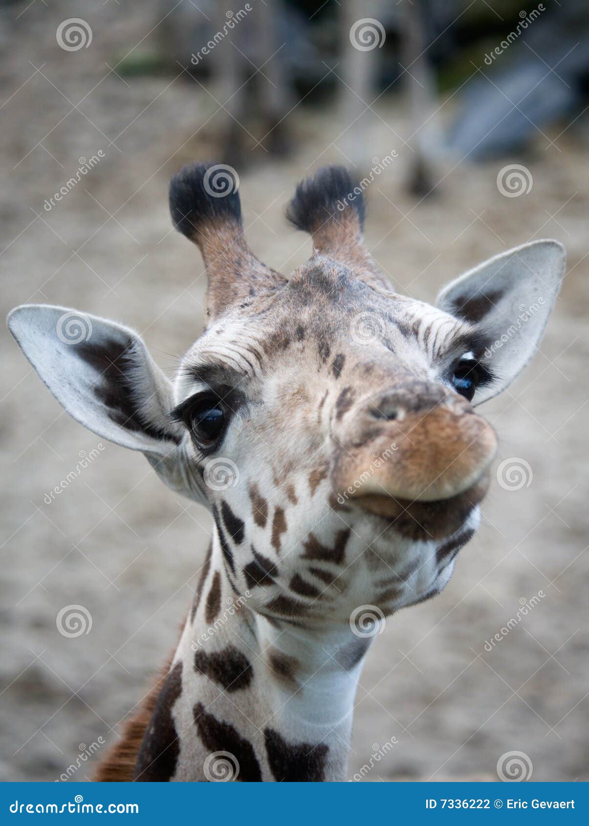 Cute Giraffe Isolated On White Background. Funny Giraffe Head Isolated ...