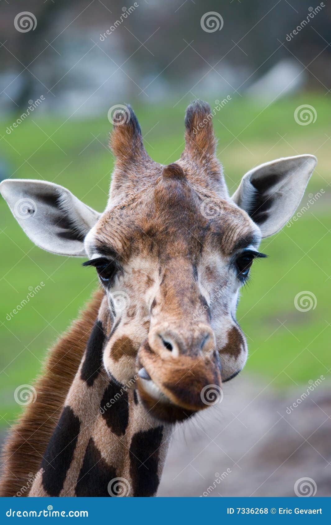 Cute Giraffe Isolated On White Background. Funny Giraffe Head Isolated ...