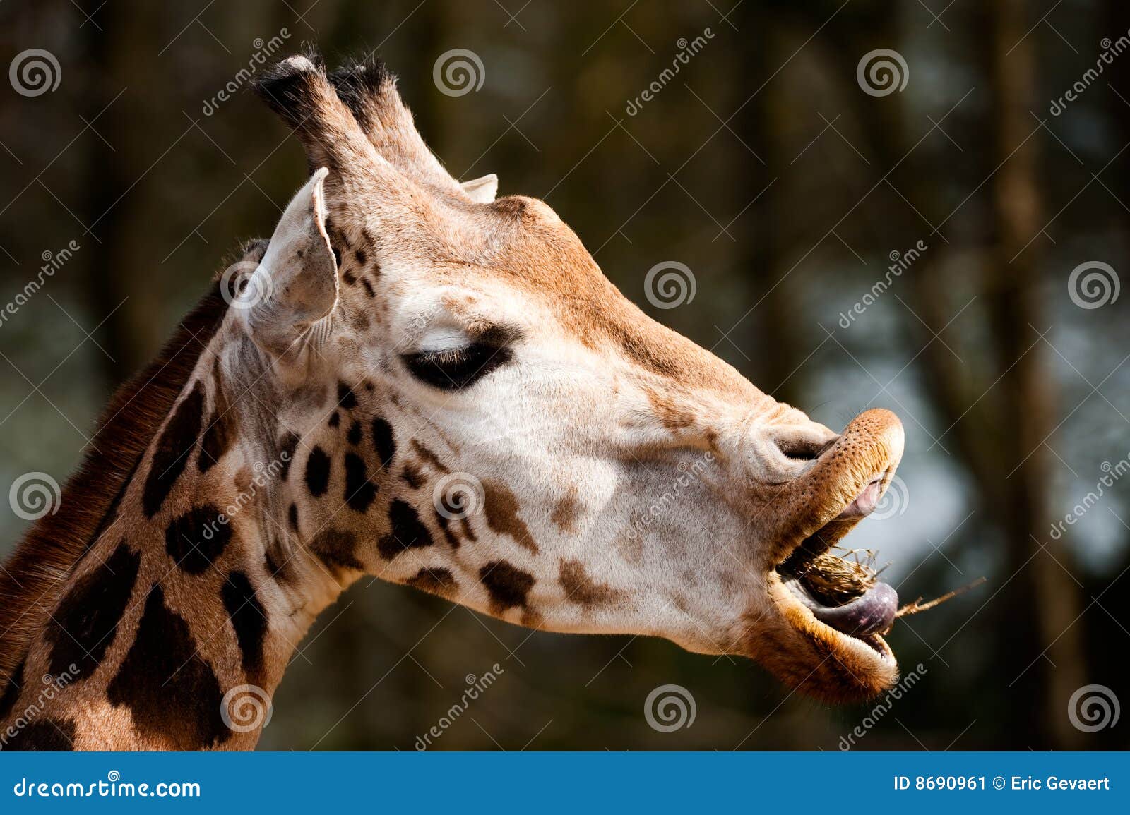 Cute giraffe stock image. Image of safari, south, tall - 8690961