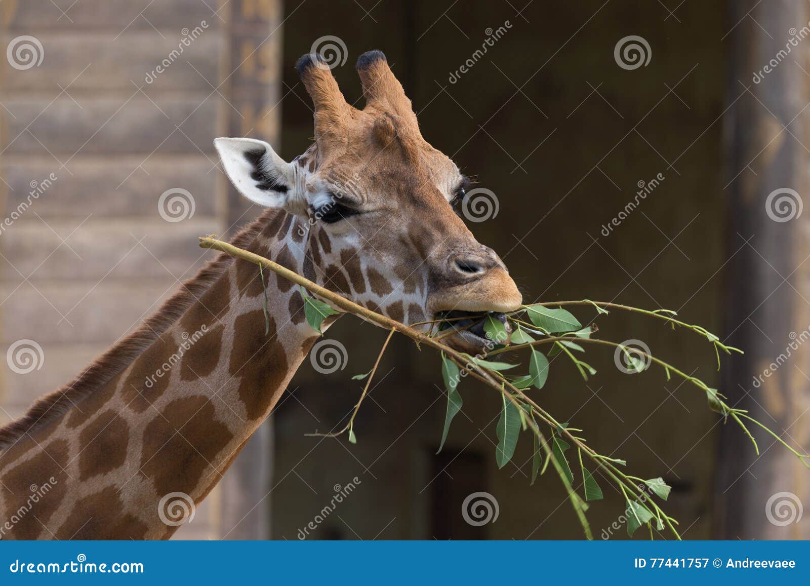 Cute giraffe eating stock image. Image of spotted, calm - 77441757