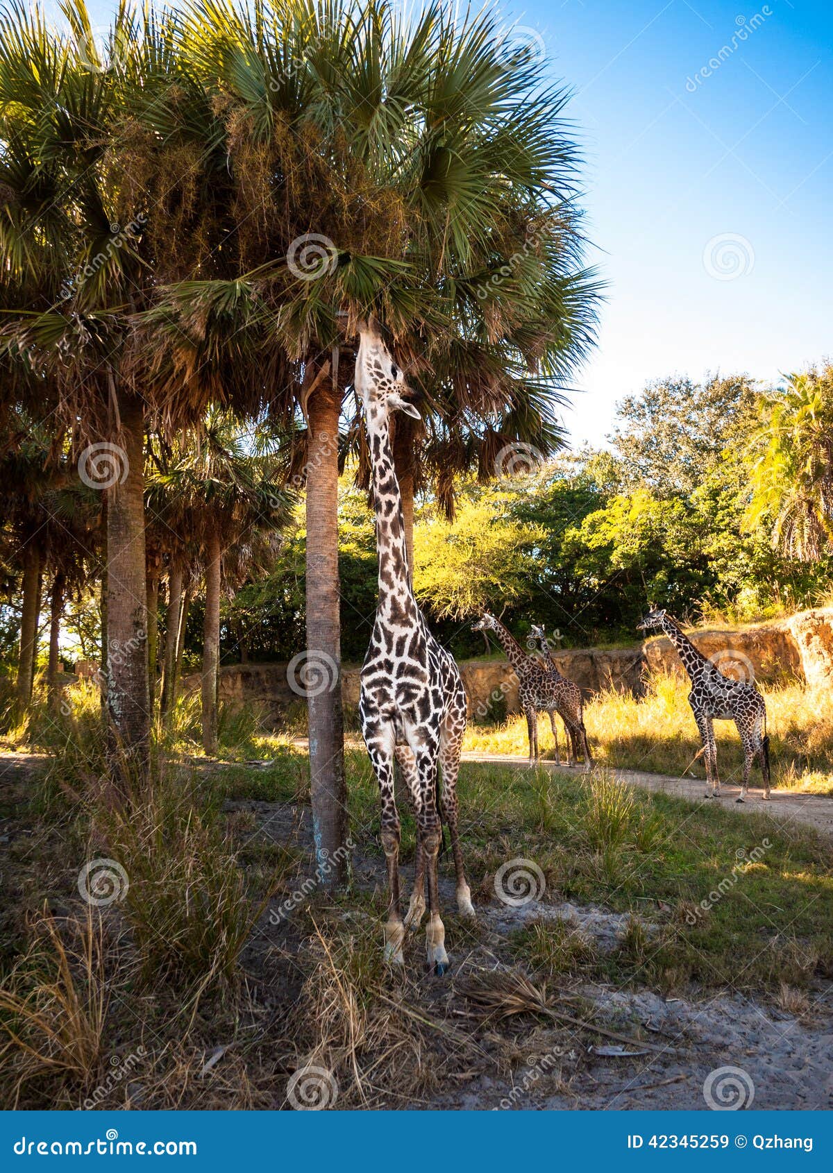 Cute Giraffe stock image. Image of neck, leaf, giraffe - 42345259