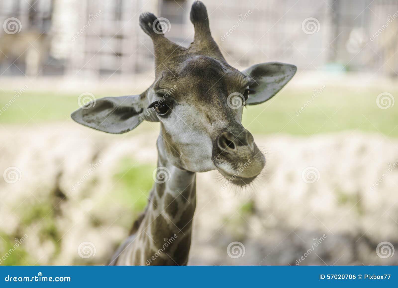 Cute Giraffe Isolated On White Background. Funny Giraffe Head Isolated ...