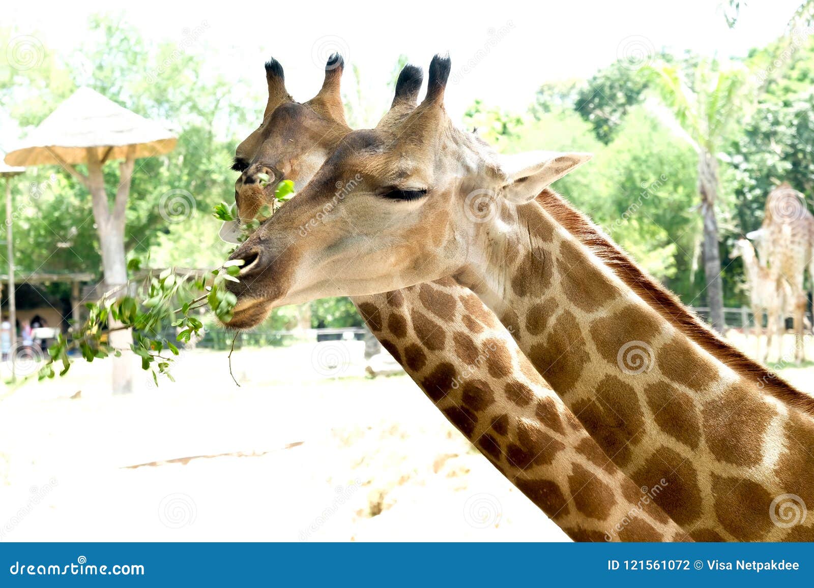 Cute giraffe head close up stock photo. Image of african - 121561072