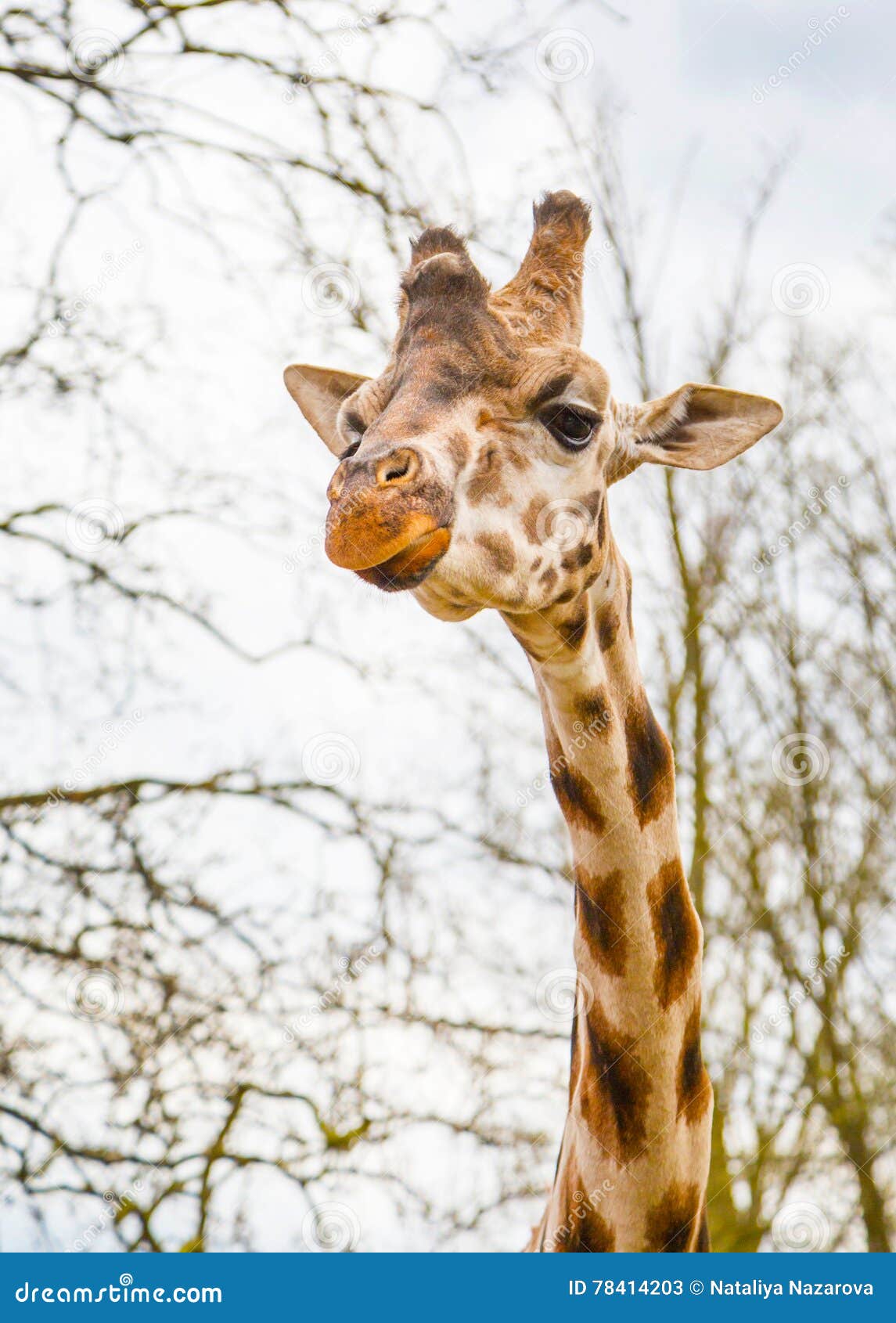Cute Giraffe Head with Curious Chewing Look Stock Image - Image of ...