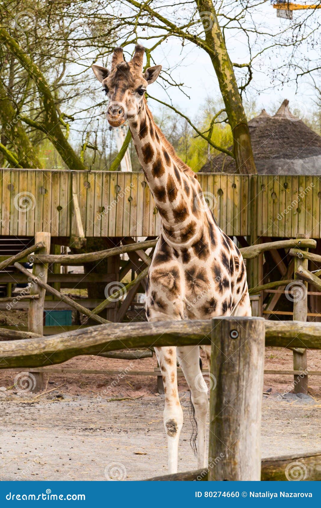 Cute Giraffe Head with Curious Look Stock Photo - Image of color ...