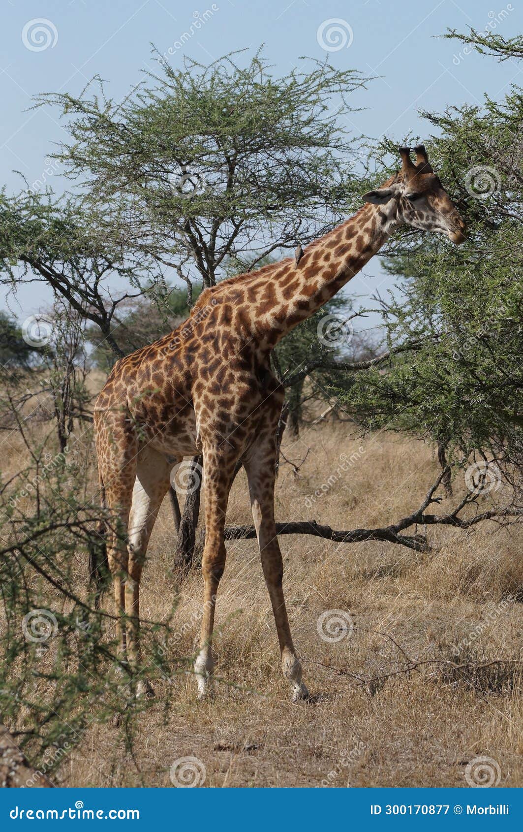 Cute Giraffe in Search of Food Stock Image - Image of sunny, search ...