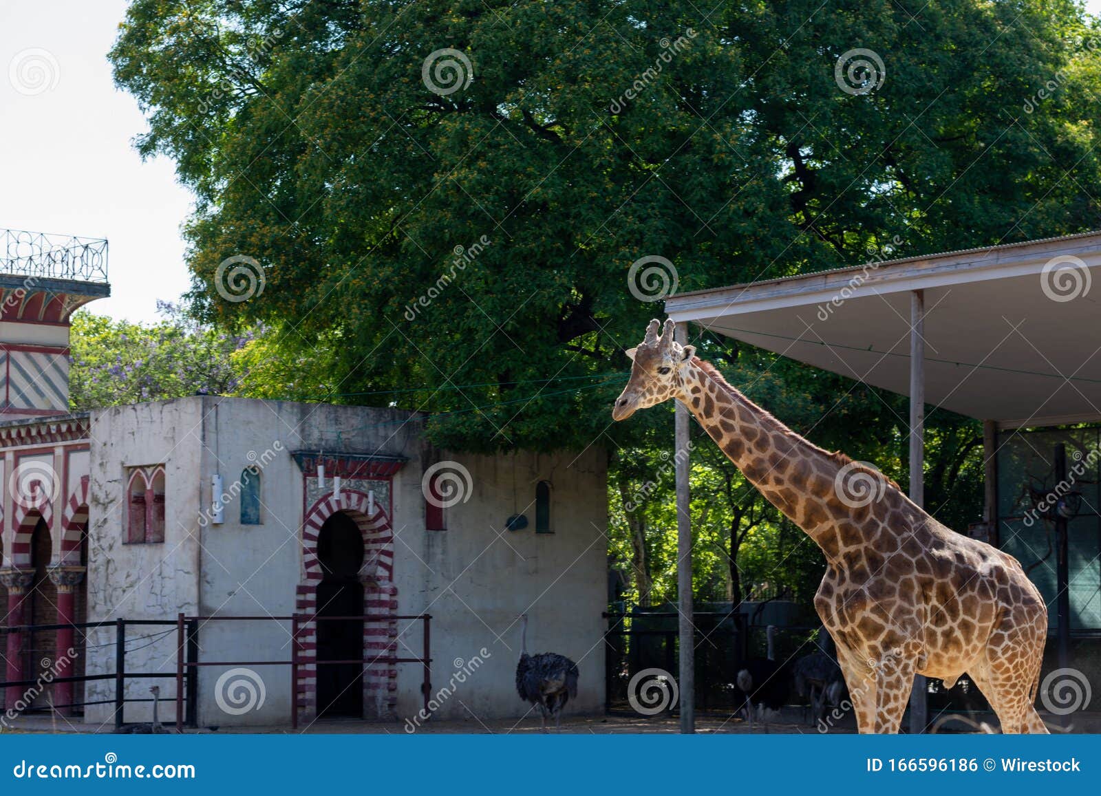 Cute Giraffe Standing Inside the Fencing in the Zoo Stock Photo - Image ...