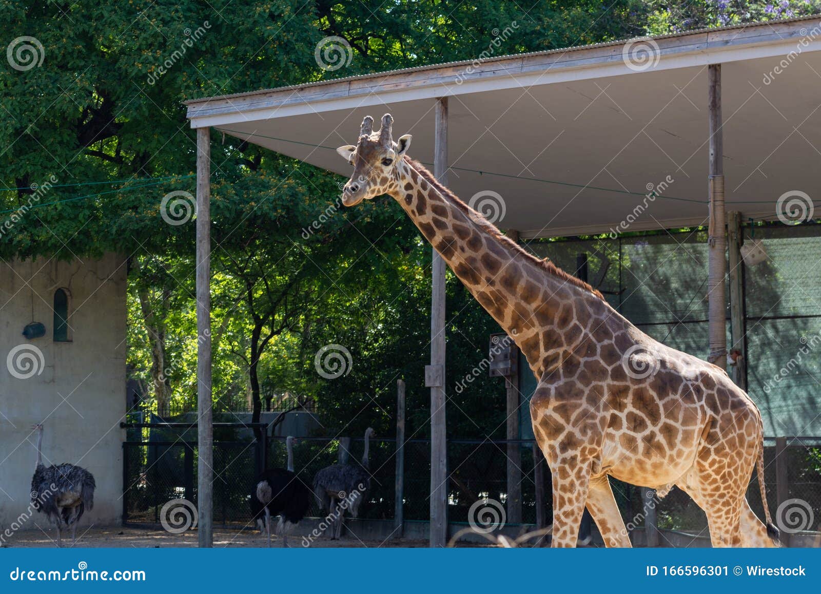 Cute Giraffe Standing Inside the Fencing in the Zoo Stock Image - Image ...
