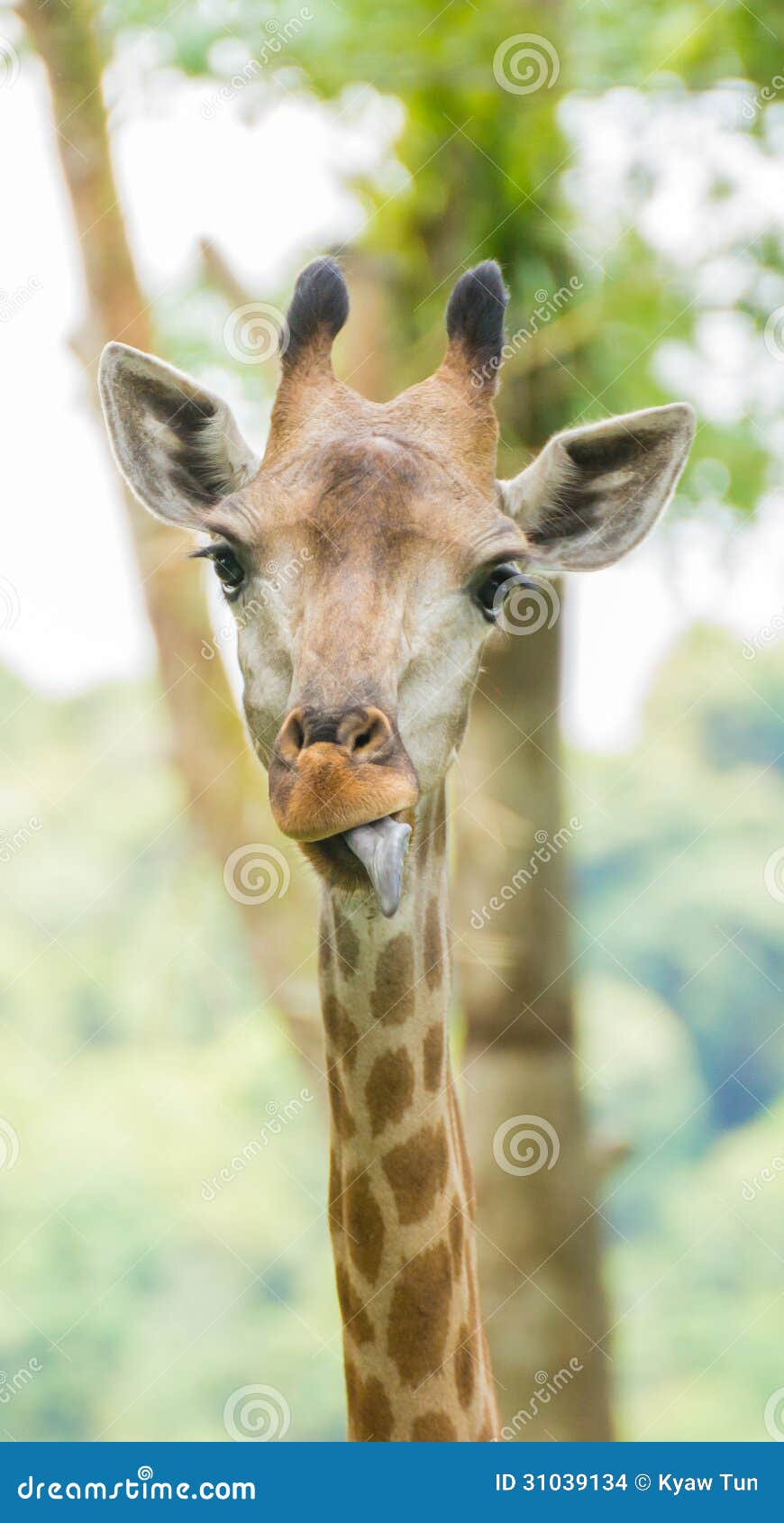 Cute Giraffe stock photo. Image of wilderness, smiley - 31039134