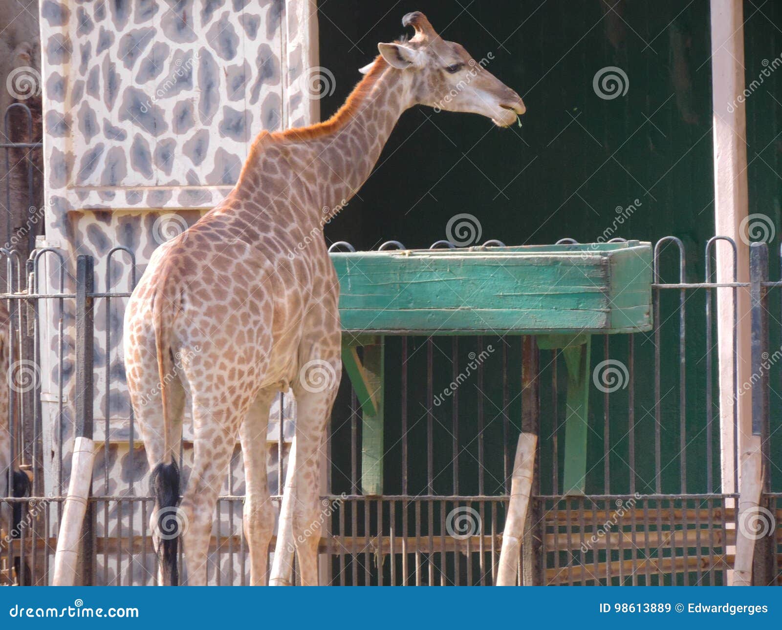 Giraffe stock image. Image of hydra, beach, fishing, cruise - 98613889